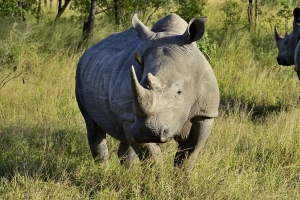 Wat zijn de beroemde Big-five dieren van Afrika