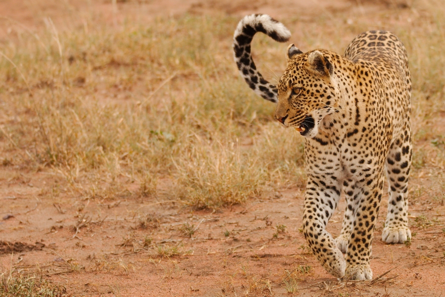 Afrikaanse Vijf: Big Five, Shy Five, Ugly Five en Small Five